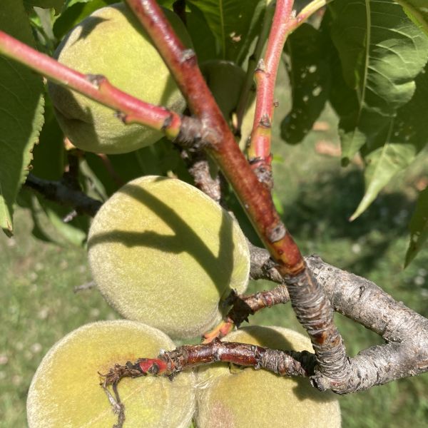 Prunus persica | Peach tree - Green Cover Initiative
