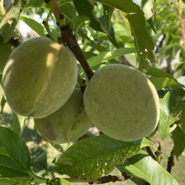 Prunus persica | Peach tree - Green Cover Initiative