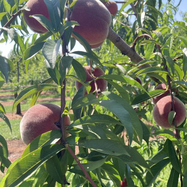 Prunus persica | Peach tree - Green Cover Initiative