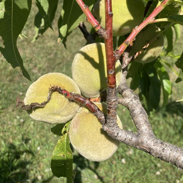 Prunus persica | Peach tree - Green Cover Initiative
