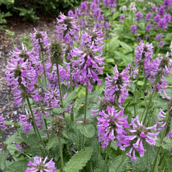 Betonica officinalis | Betony - Green Cover Initiative