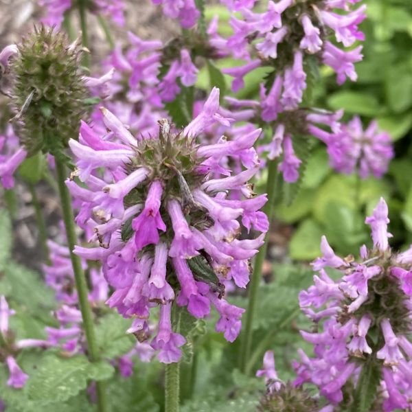 Betonica officinalis | Betony - Green Cover Initiative
