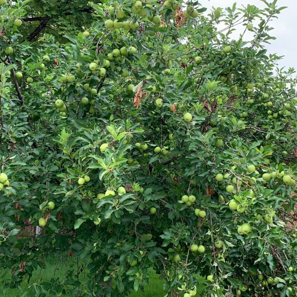 Malus domestica | Apple tree - Trees - Green Cover Initiative