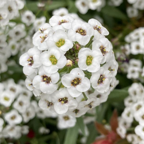 Lobularia maritima | Sweet alyssum - Green Cover Initiative