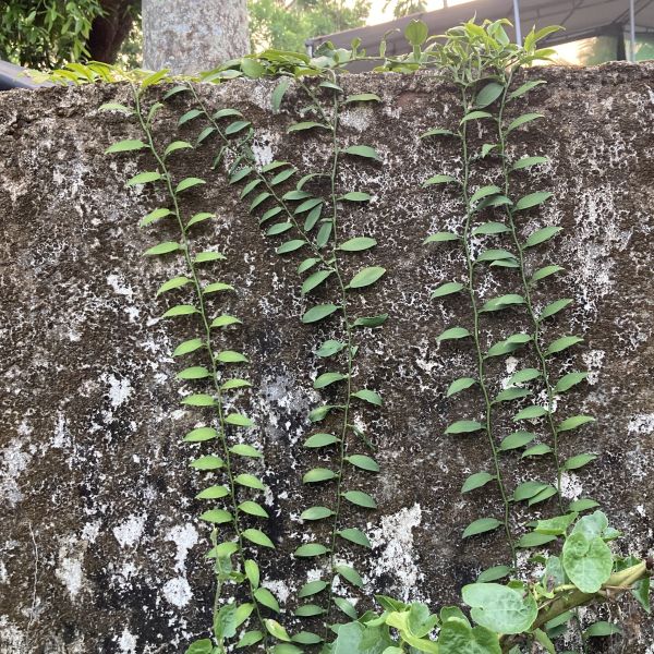 Pothos scandens: Climbing aroid