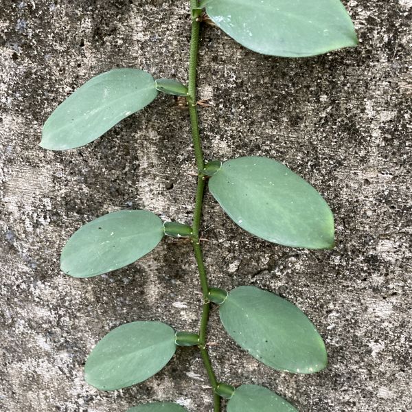 Pothos scandens: Climbing aroid