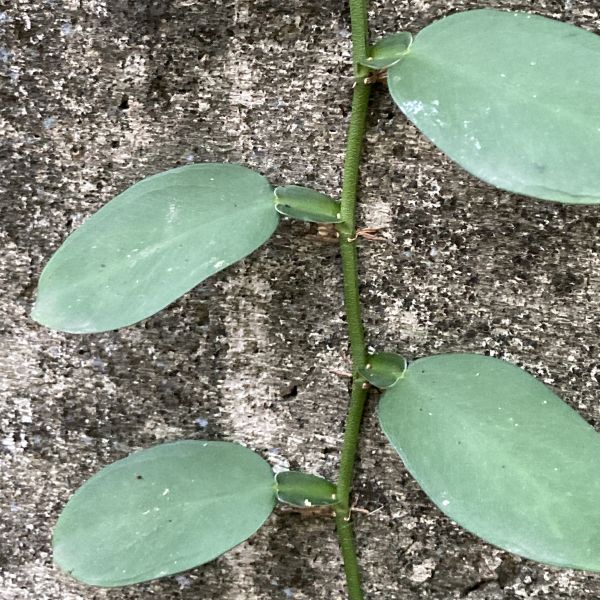 Pothos scandens: Climbing aroid
