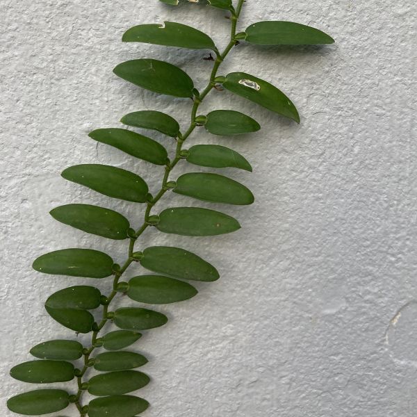 Pothos scandens: Climbing aroid
