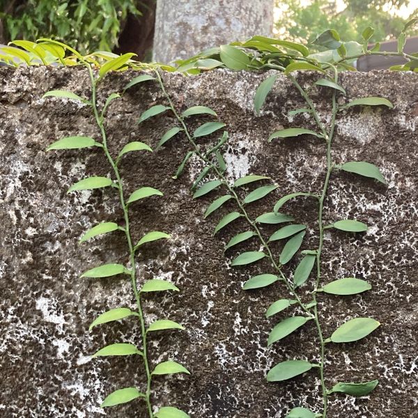 Pothos scandens: Climbing aroid