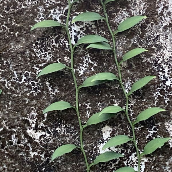 Pothos scandens: Climbing aroid