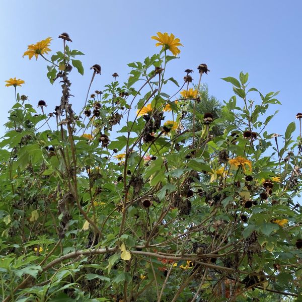 Tithonia diversifolia: Mexican sunflower