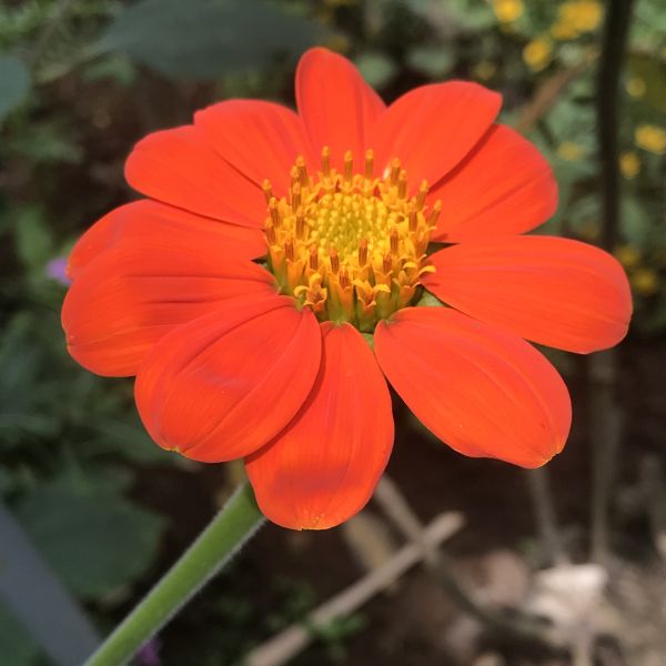 Tithonia diversifolia: Mexican sunflower