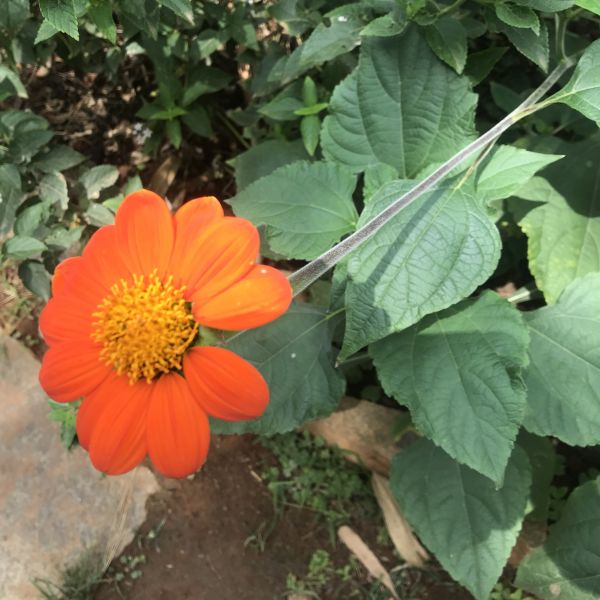 Tithonia diversifolia: Mexican sunflower