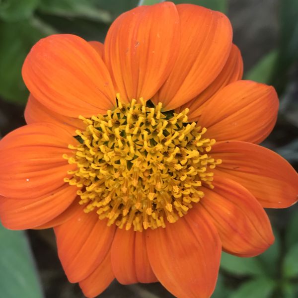 Tithonia diversifolia: Mexican sunflower
