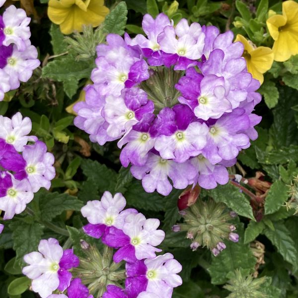 Glandularia × hybrida | Garden Verbena - Flowering plants