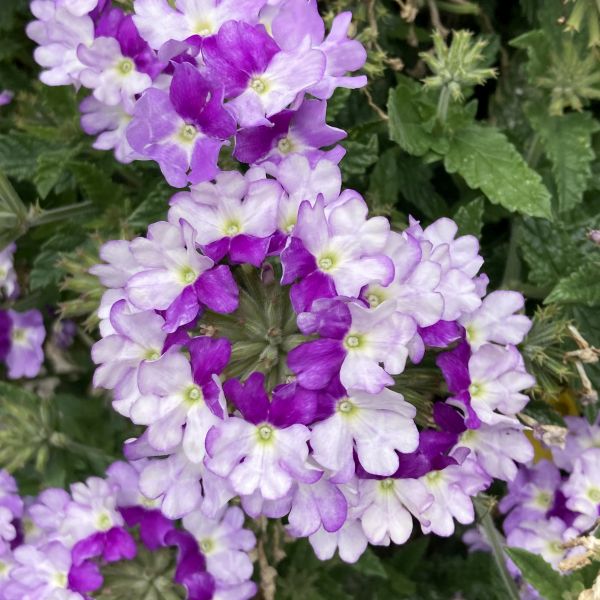 Glandularia × hybrida | Garden Verbena - Flowering plants