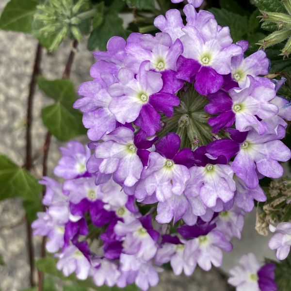 Glandularia × hybrida | Garden Verbena - Flowering plants
