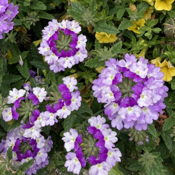 Glandularia × hybrida | Garden Verbena - Flowering plants