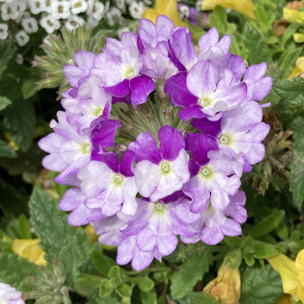 Glandularia × hybrida | Garden Verbena - Flowering plants