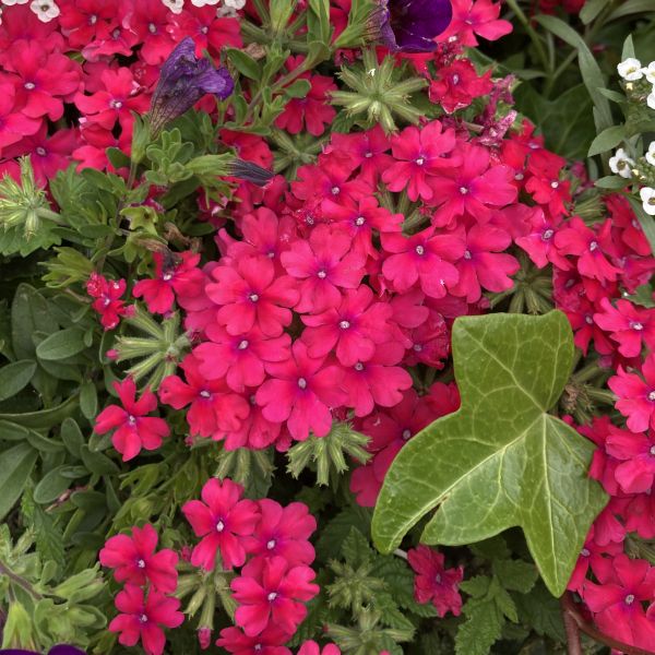 Glandularia × hybrida | Garden Verbena - Flowering plants