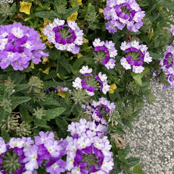 Glandularia × hybrida | Garden Verbena - Flowering plants