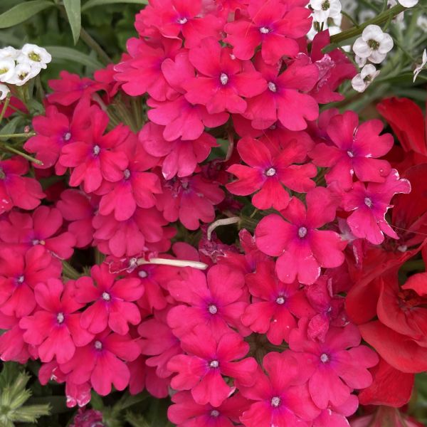 Glandularia × hybrida | Garden Verbena - Flowering plants