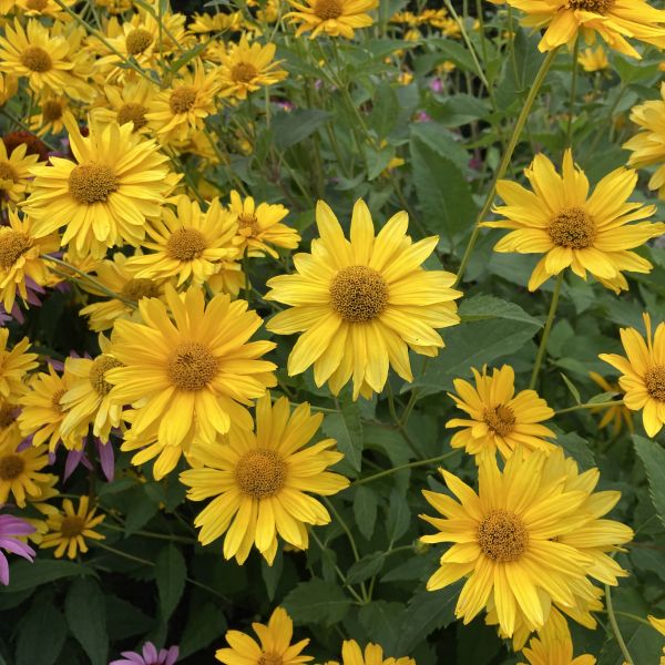 Heliopsis helianthoides: False sunflower