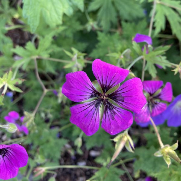 Geranium psilostemon | Armenian cranesbill - Flowering plants