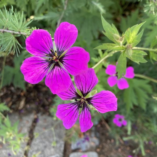 Geranium psilostemon | Armenian cranesbill - Flowering plants