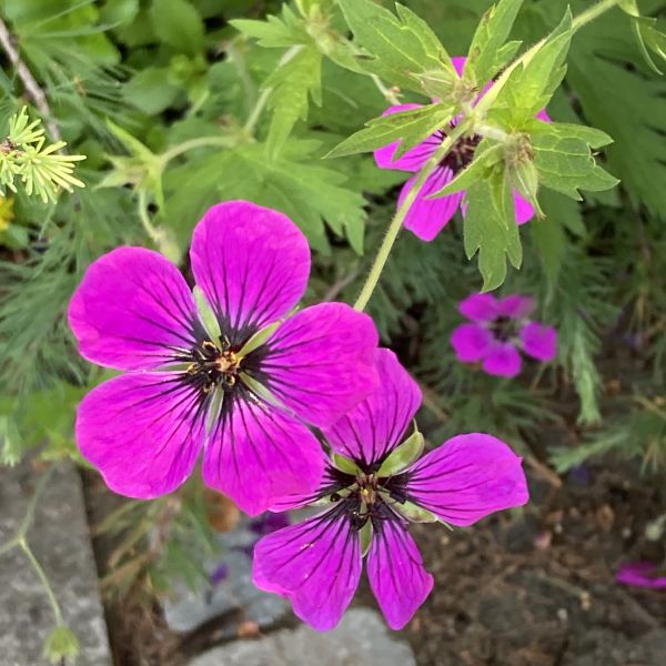 Geranium psilostemon | Armenian cranesbill - Flowering plants