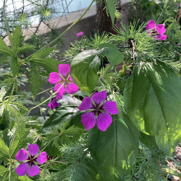 Geranium psilostemon | Armenian cranesbill - Flowering plants