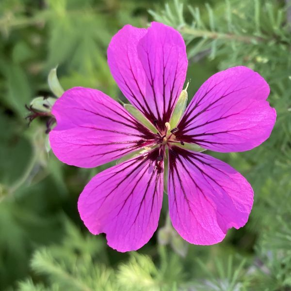 Geranium psilostemon | Armenian cranesbill - Flowering plants