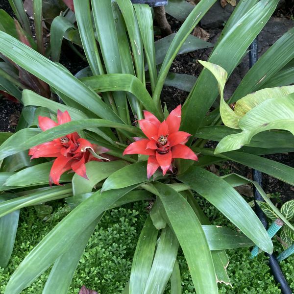 Guzmania lingulata | Scarlet star - Flowering plants - GCI