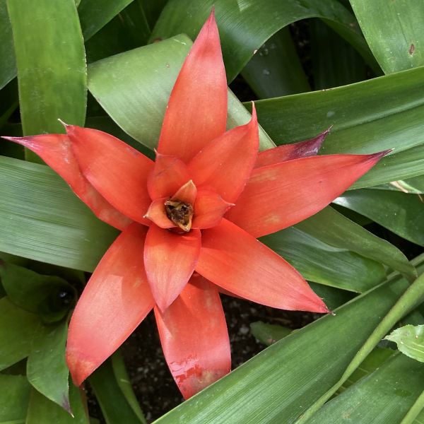 Guzmania lingulata | Scarlet star - Flowering plants - GCI