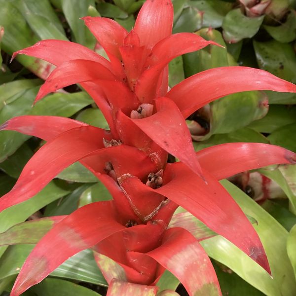Guzmania lingulata | Scarlet star - Flowering plants - GCI
