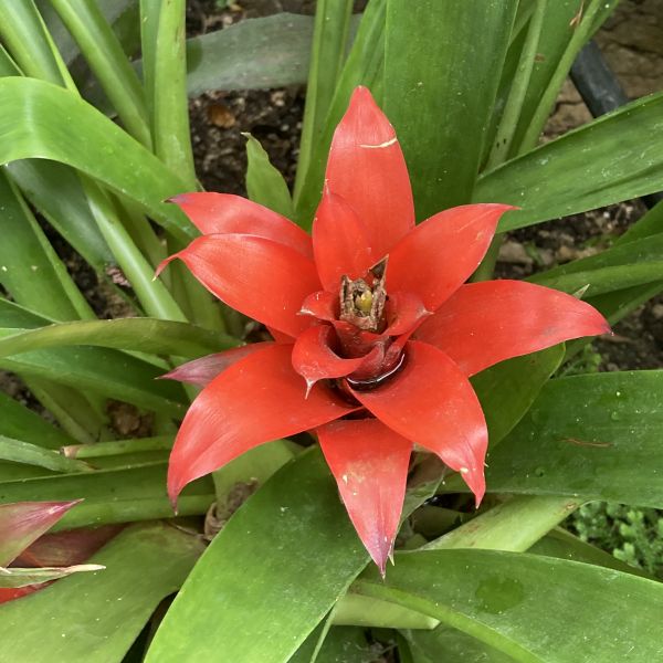 Guzmania lingulata | Scarlet star - Flowering plants - GCI