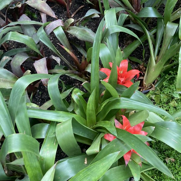 Guzmania lingulata | Scarlet star - Flowering plants - GCI