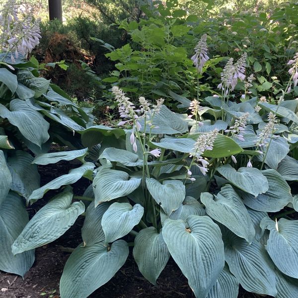 Hosta sieboldiana | Siebold's hosta - Green Cover Initiative