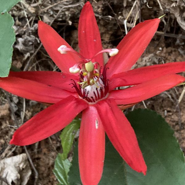 Passiflora vitifolia: Perfumed passionflower