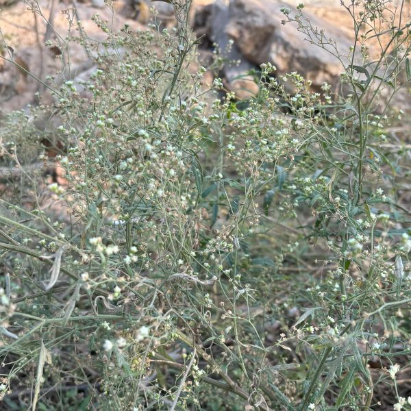 Parthenium Hysterophorus | Congress grass | Carrot grass | Famine weed