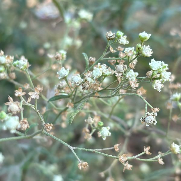 Parthenium Hysterophorus | Congress grass | Carrot grass | Famine weed