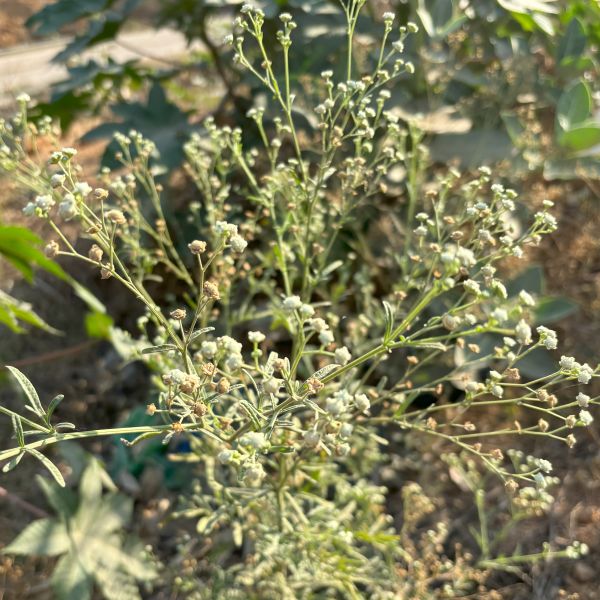 Parthenium Hysterophorus | Congress grass | Carrot grass | Famine weed