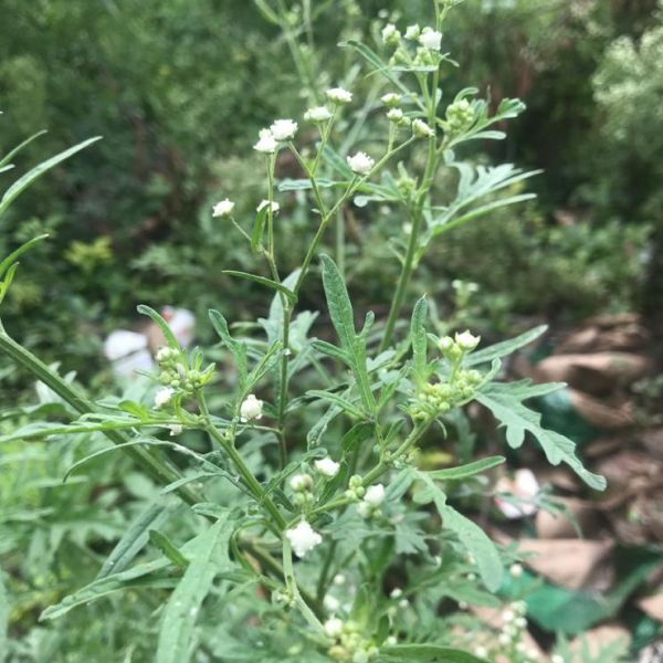 Parthenium Hysterophorus | Congress grass | Carrot grass | Famine weed