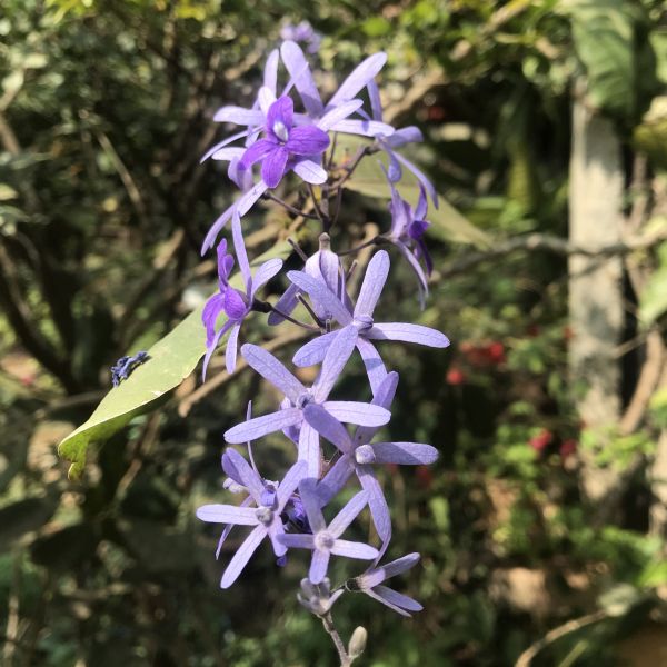 Petrea volubilis | Queen's Wreath - Flowering plants of India