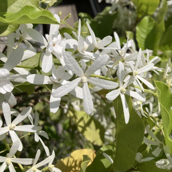 Petrea volubilis | Queen's Wreath - Flowering plants of India