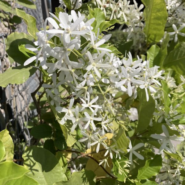 Petrea volubilis | Queen's Wreath - Flowering plants of India