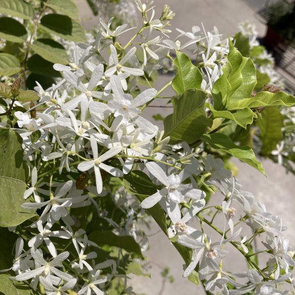 Petrea volubilis | Queen's Wreath - Flowering plants of India