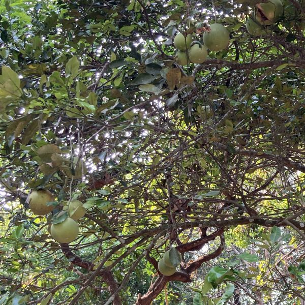 Citrus maxima | Pomelo - Indian Trees | Garden Trees