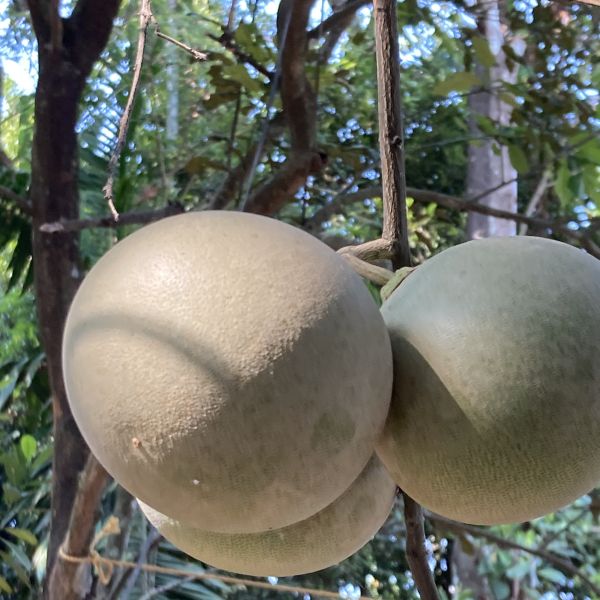 Citrus maxima | Pomelo - Indian Trees | Garden Trees