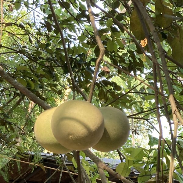 Citrus maxima | Pomelo - Indian Trees | Garden Trees